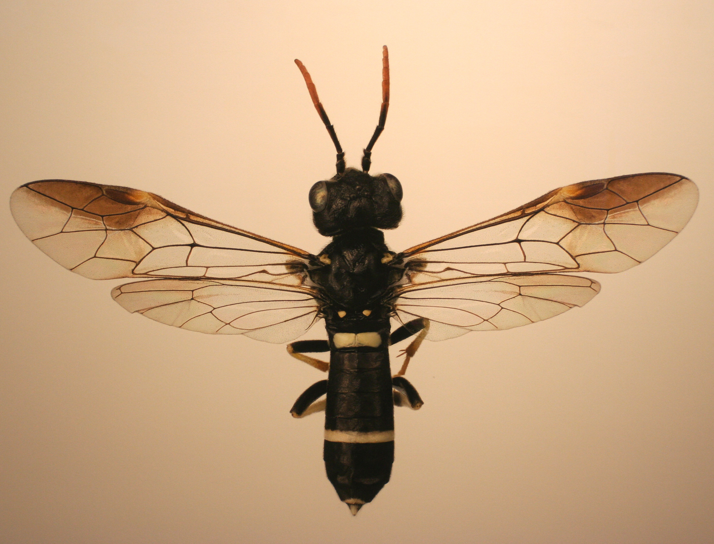 Den snille vepsen | UiT