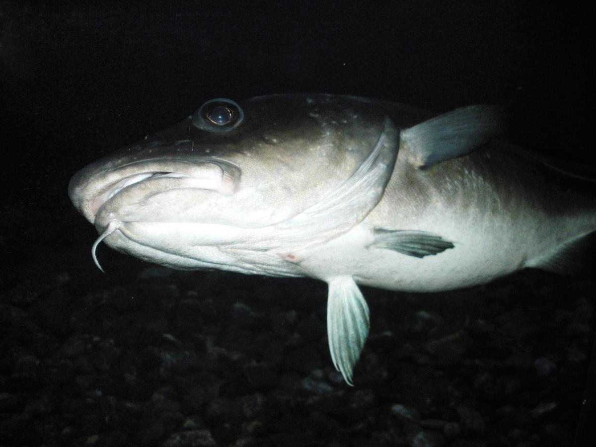 Torsken har et unikt immunsystem | UiT