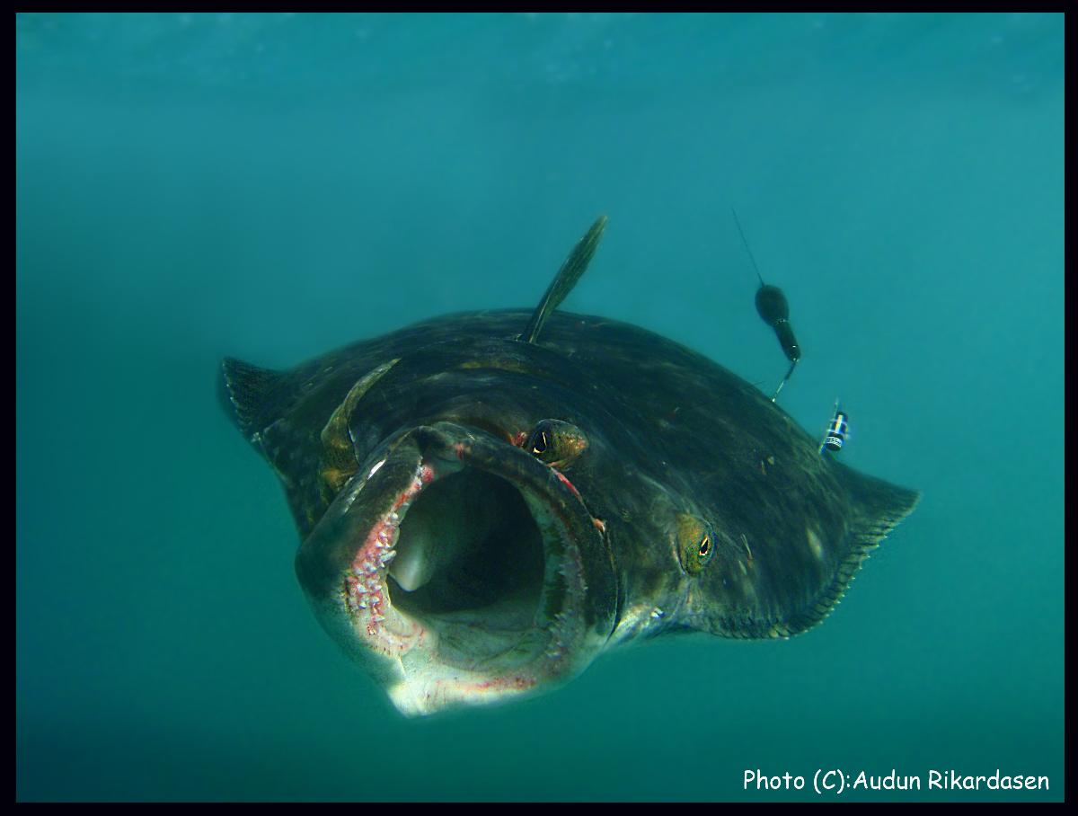 Kveiteforskning på NRK1 | UiT