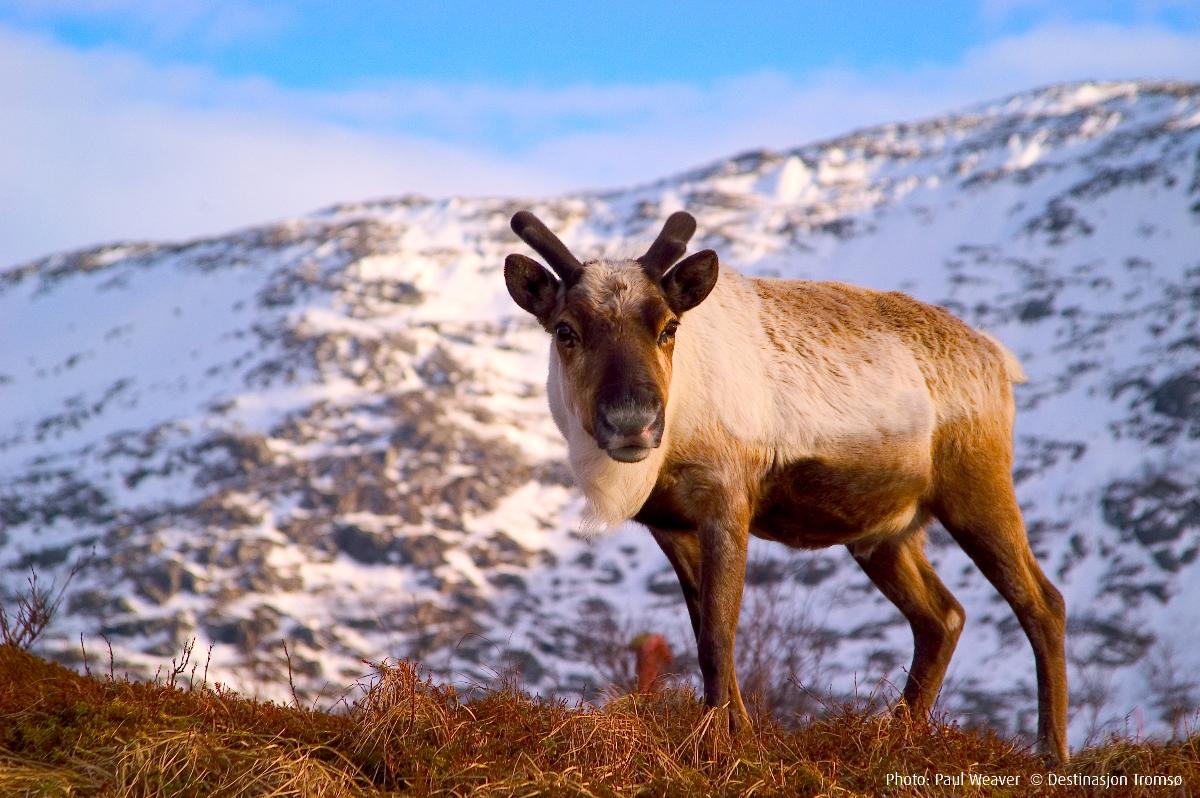 Reinsdyr like sunt som fisk | UiT