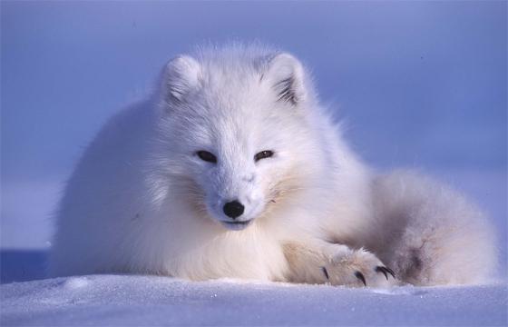 Dyrelivet på Svalbard under klimapisken | UiT