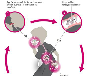 Kan man få mark i magen av å spise snø? | UiT Norges arktiske universitet