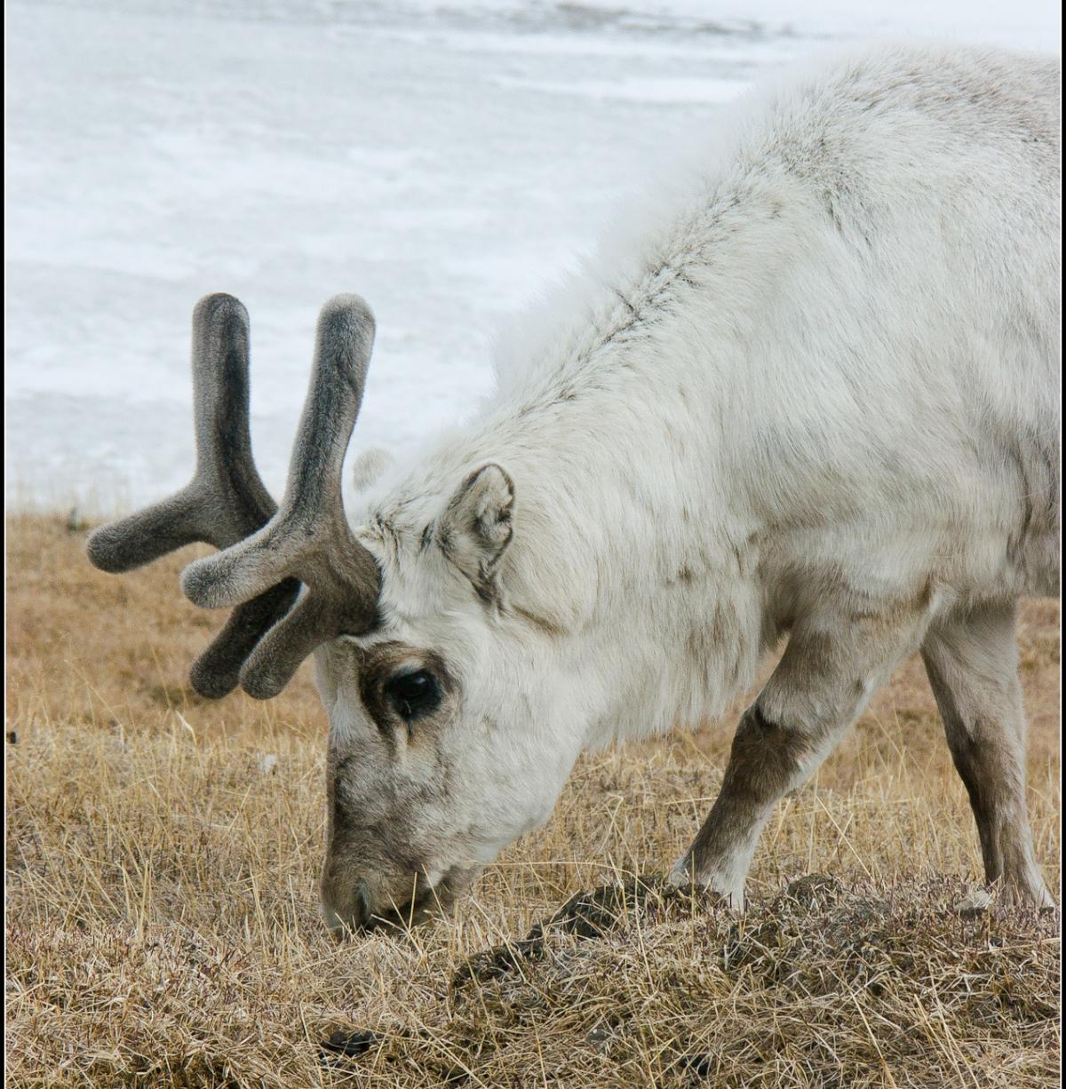 Åpner gratis kurs for hele verden | UiT