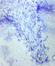 Parasitic Plants | UiT