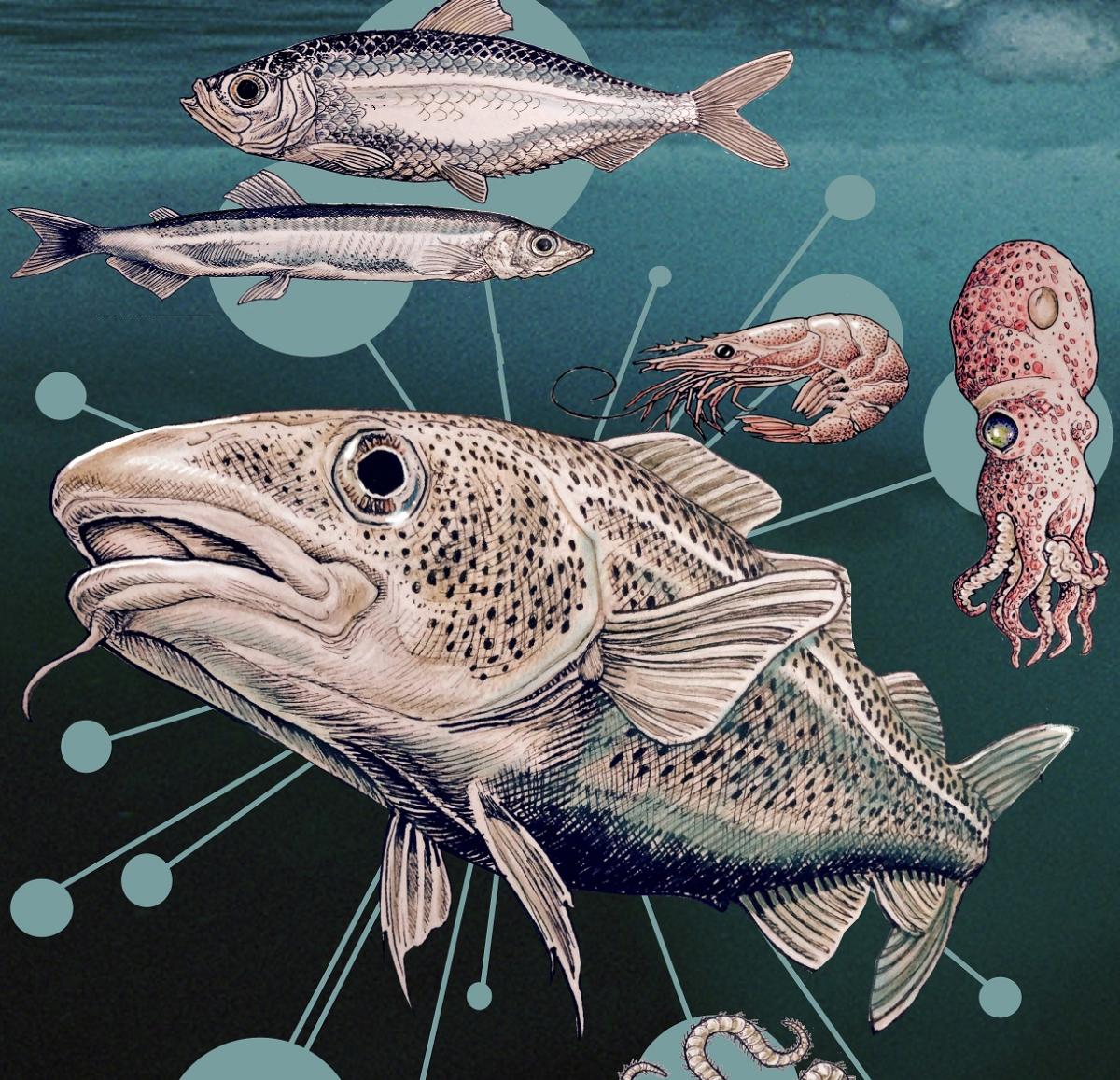 Hvem spiser hvem? Glupske fisk endrer økosystemet i Arktis | UiT