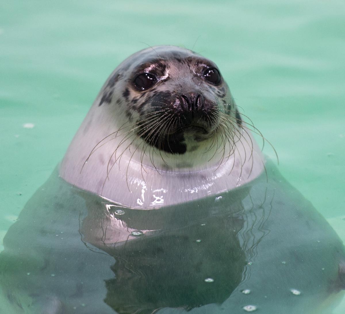 Seler slippes fri etter forskningsprosjekt | UiT