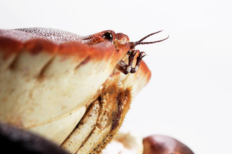 Krabbens liv går saktere langt nord | UiT